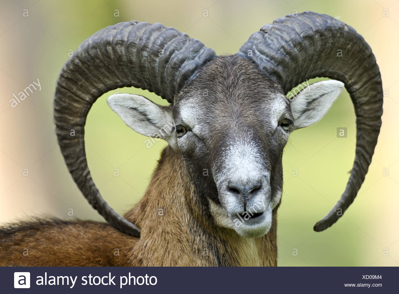 Ovis Ammon Musimon High Resolution Stock Photography and Images - Alamy