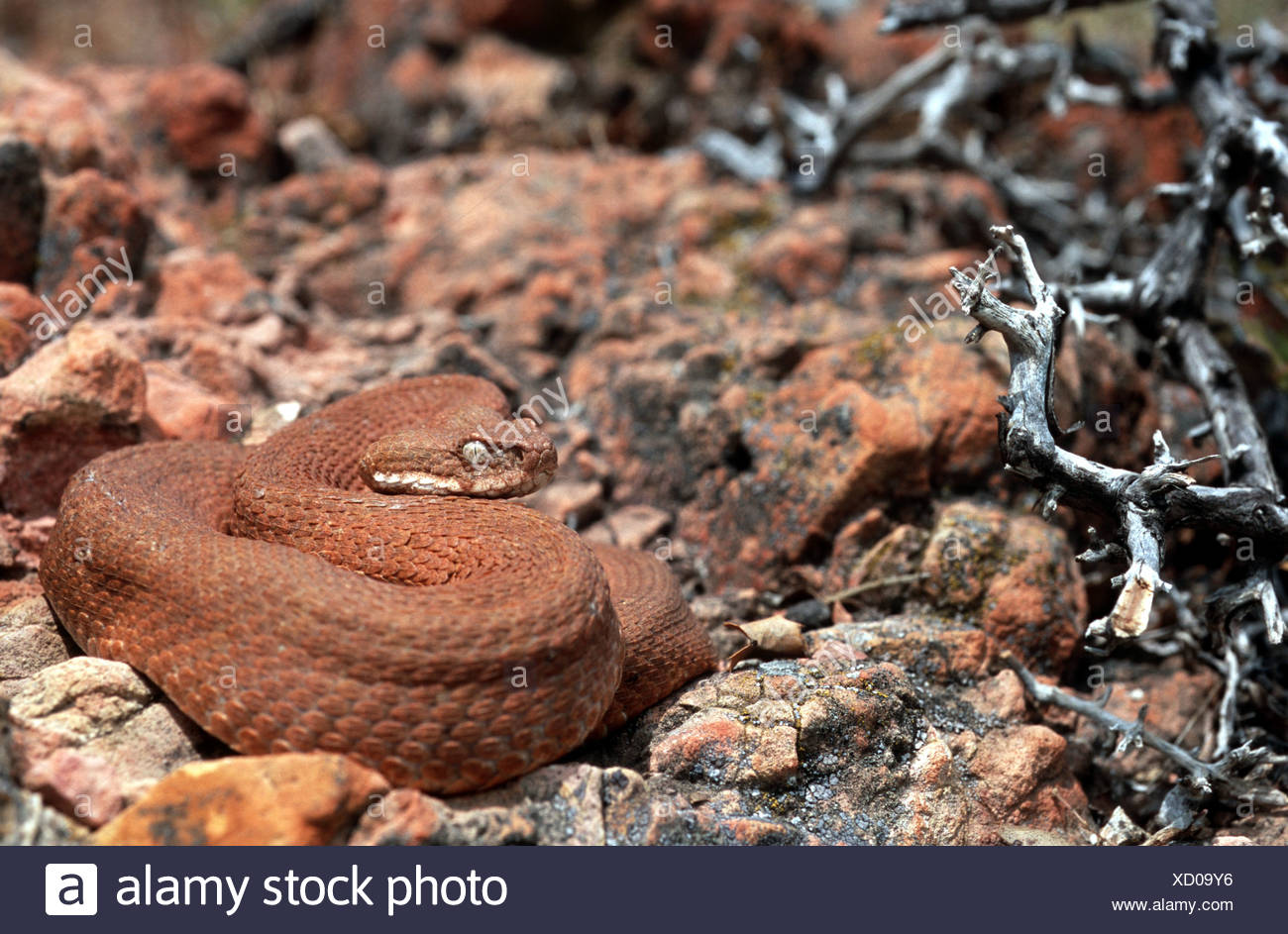 Dangerous Snakes Of Greece High Resolution Stock Photography and Images ...