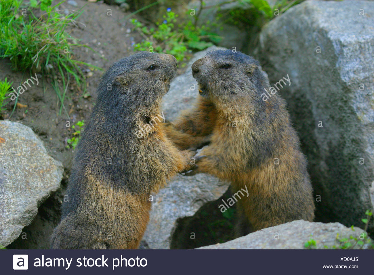 Mammals Fighting High Resolution Stock Photography and Images - Alamy