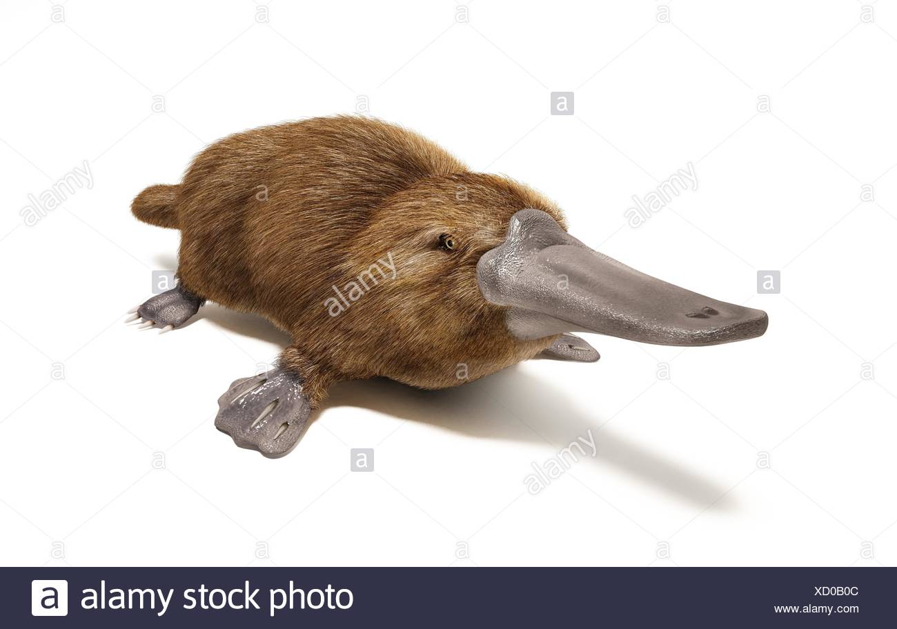 Duck Billed Platypus Stock Photos & Duck Billed Platypus Stock Images ...