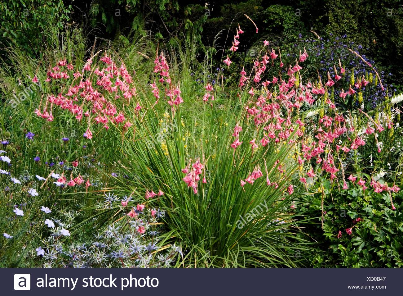Dierama High Resolution Stock Photography and Images - Alamy