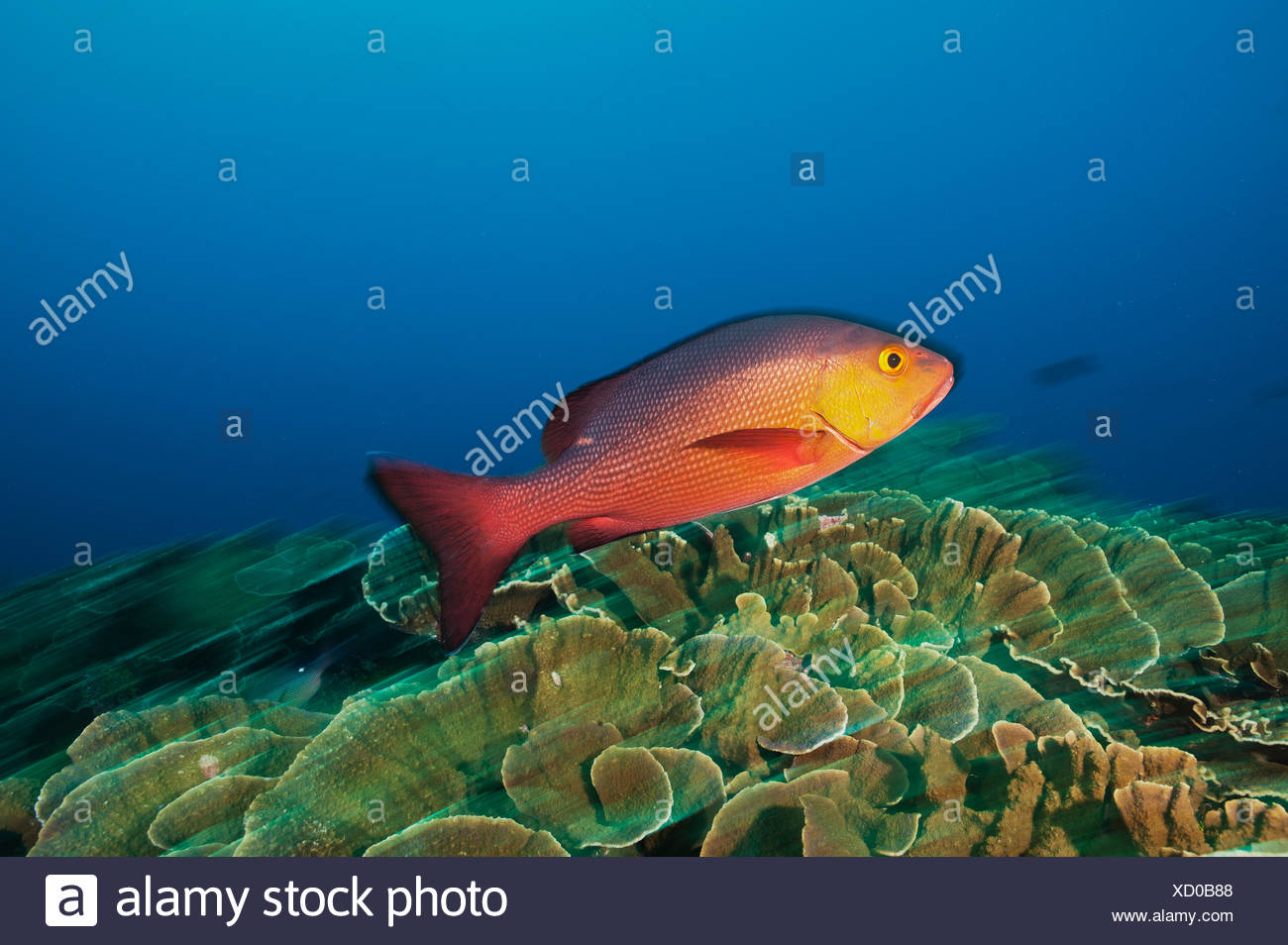 Red Snapper Swimming Stock Photos & Red Snapper Swimming Stock Images ...