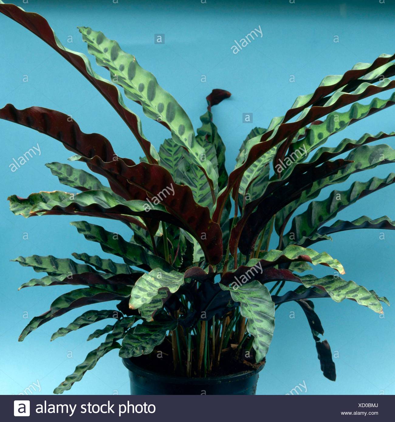 Syn Calathea Insignis High Resolution Stock Photography and Images - Alamy