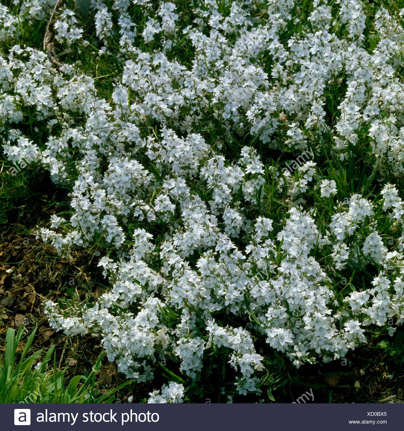 Veronica Prostrata High Resolution Stock Photography and Images - Alamy