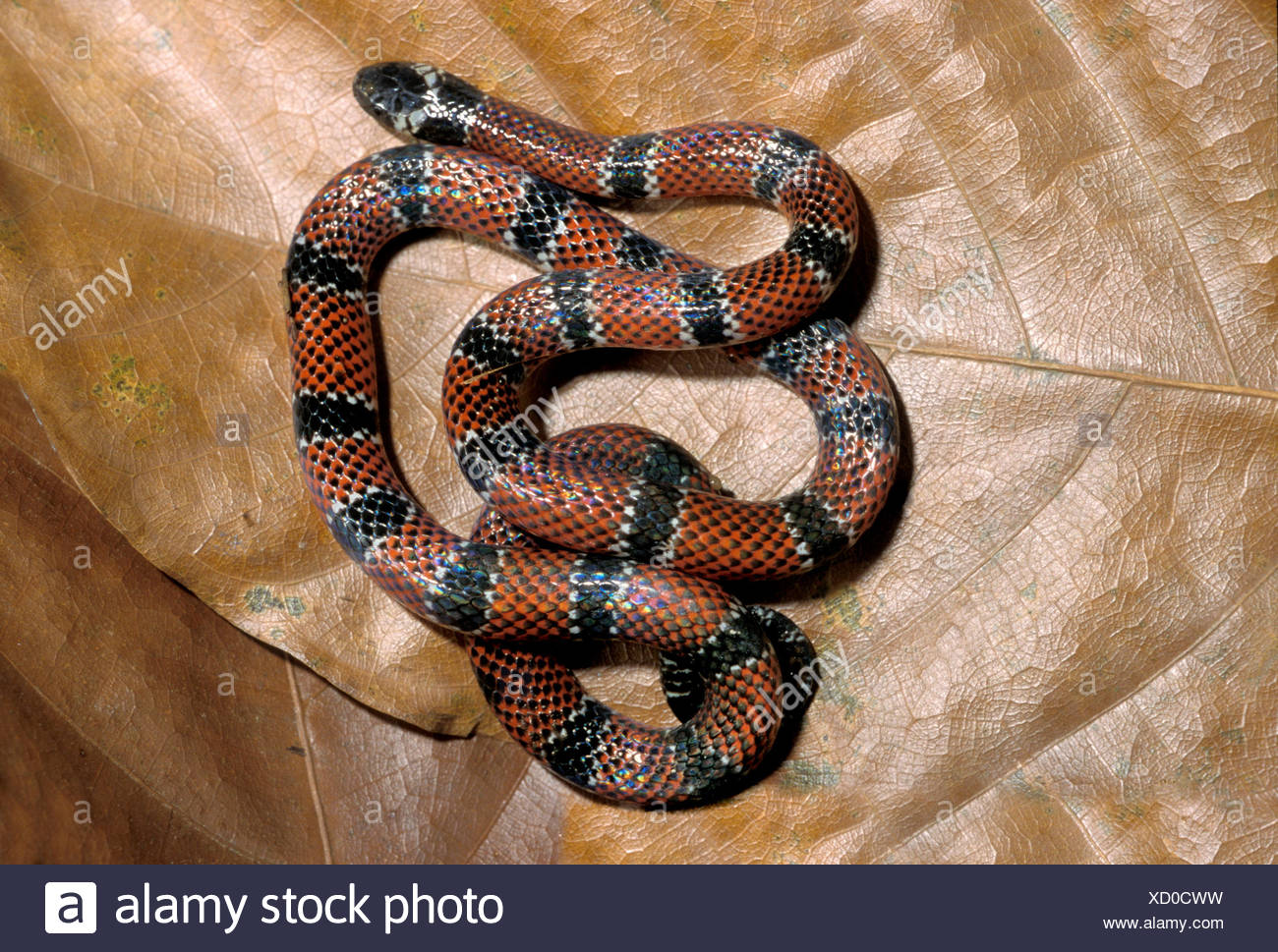 Elapid Snake High Resolution Stock Photography and Images - Alamy