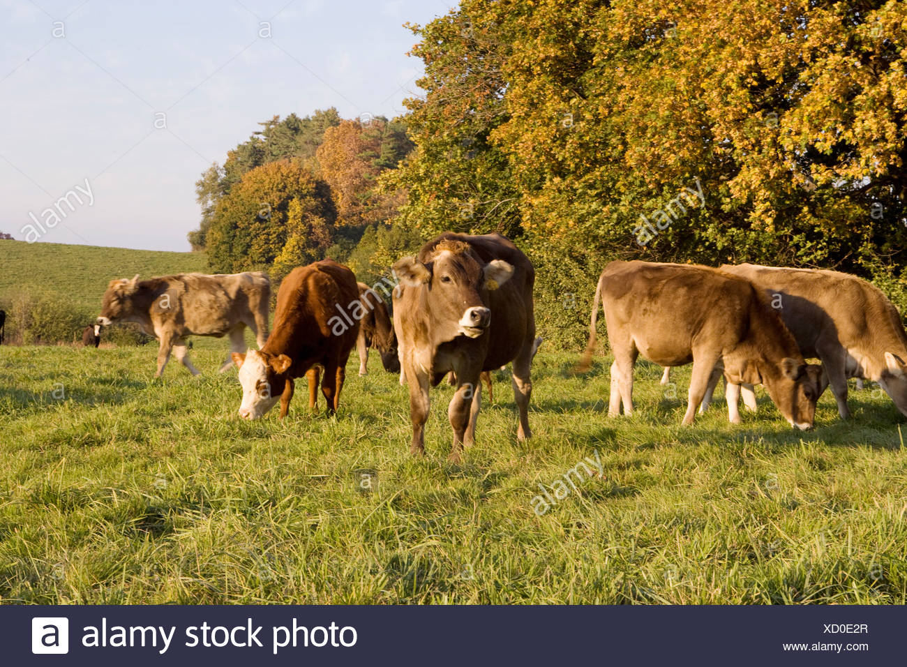 Brown Swiss Cow High Resolution Stock Photography and Images - Alamy