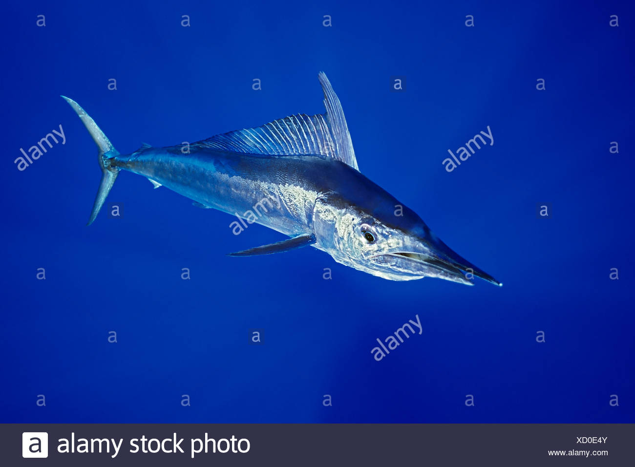 Saltwater Fish High Resolution Stock Photography and Images - Alamy