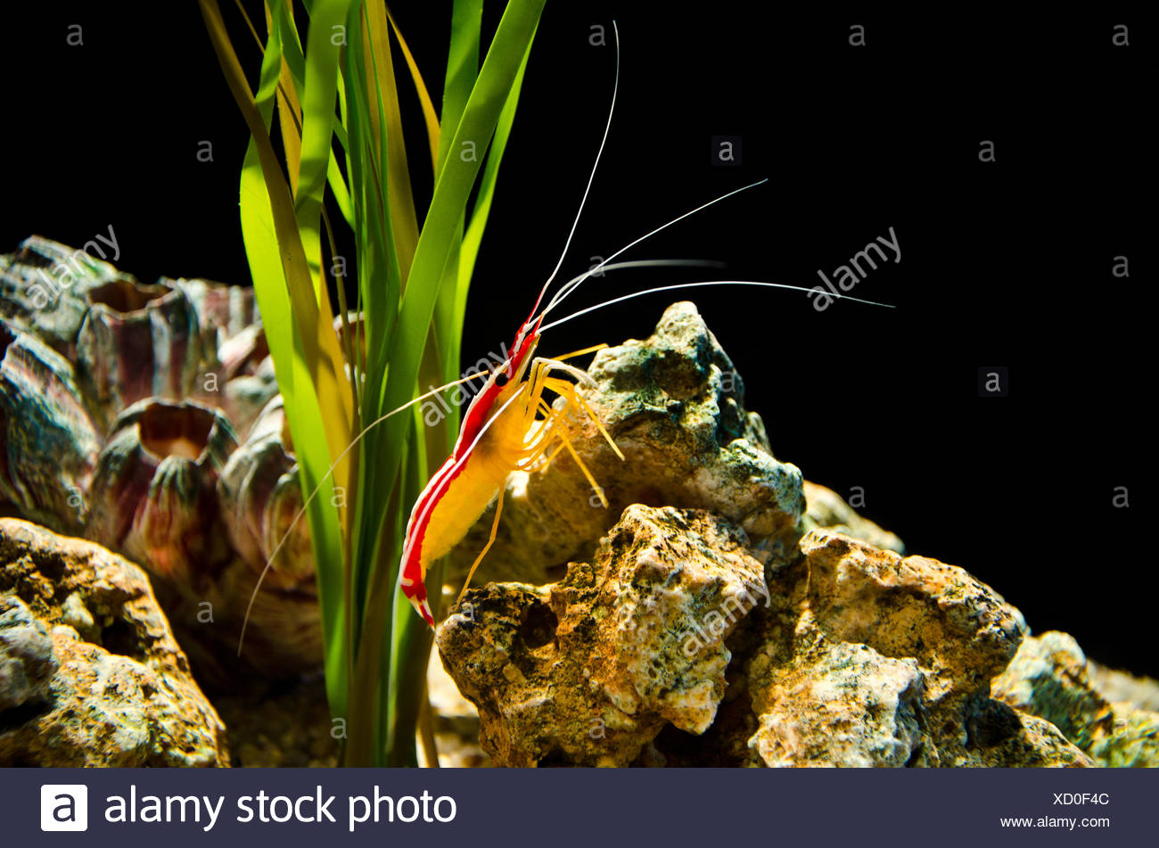 Shrimp Mustache High Resolution Stock Photography and Images - Alamy