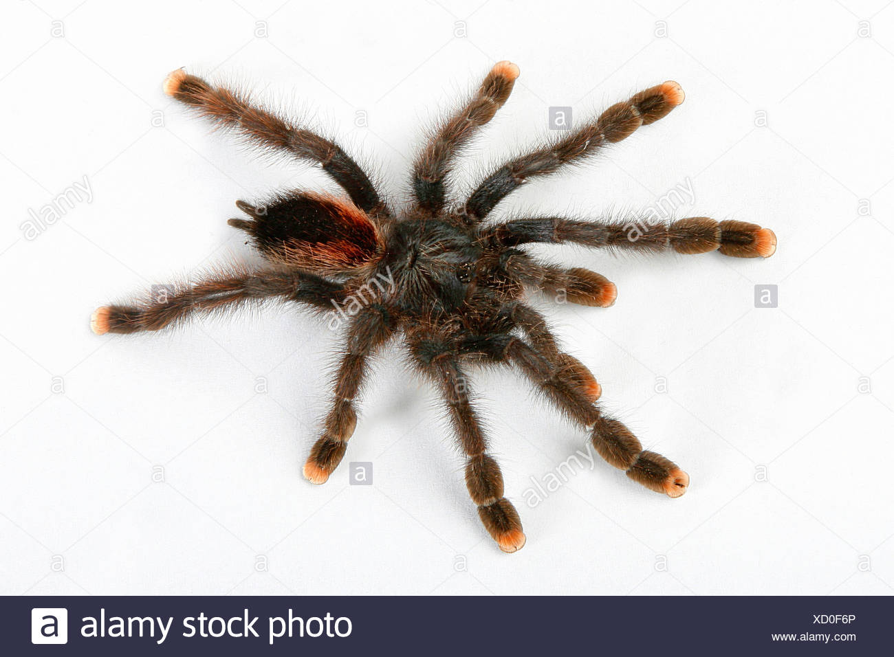 White Brazilian High Resolution Stock Photography and Images - Alamy