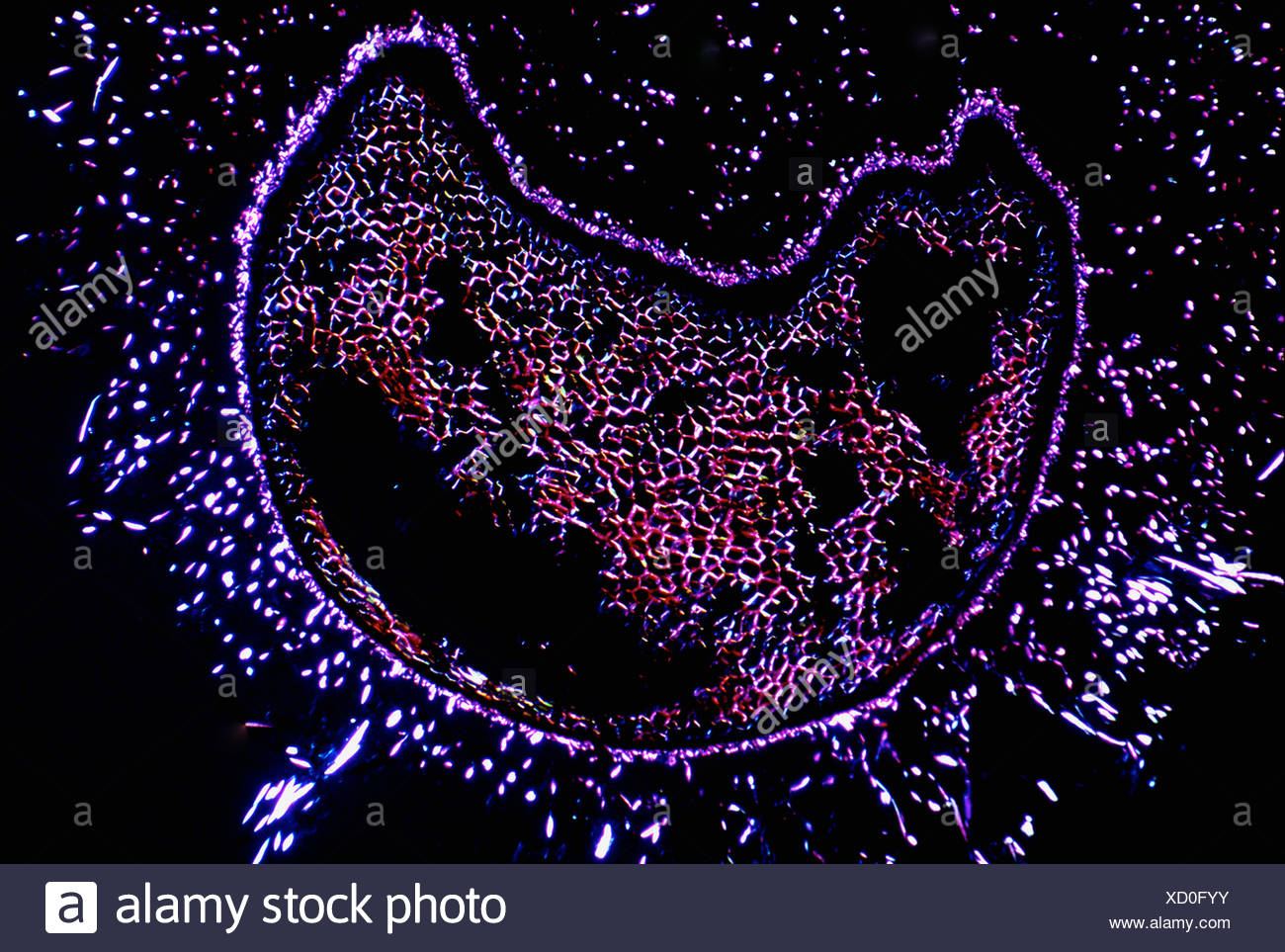 Human Stain High Resolution Stock Photography and Images - Alamy
