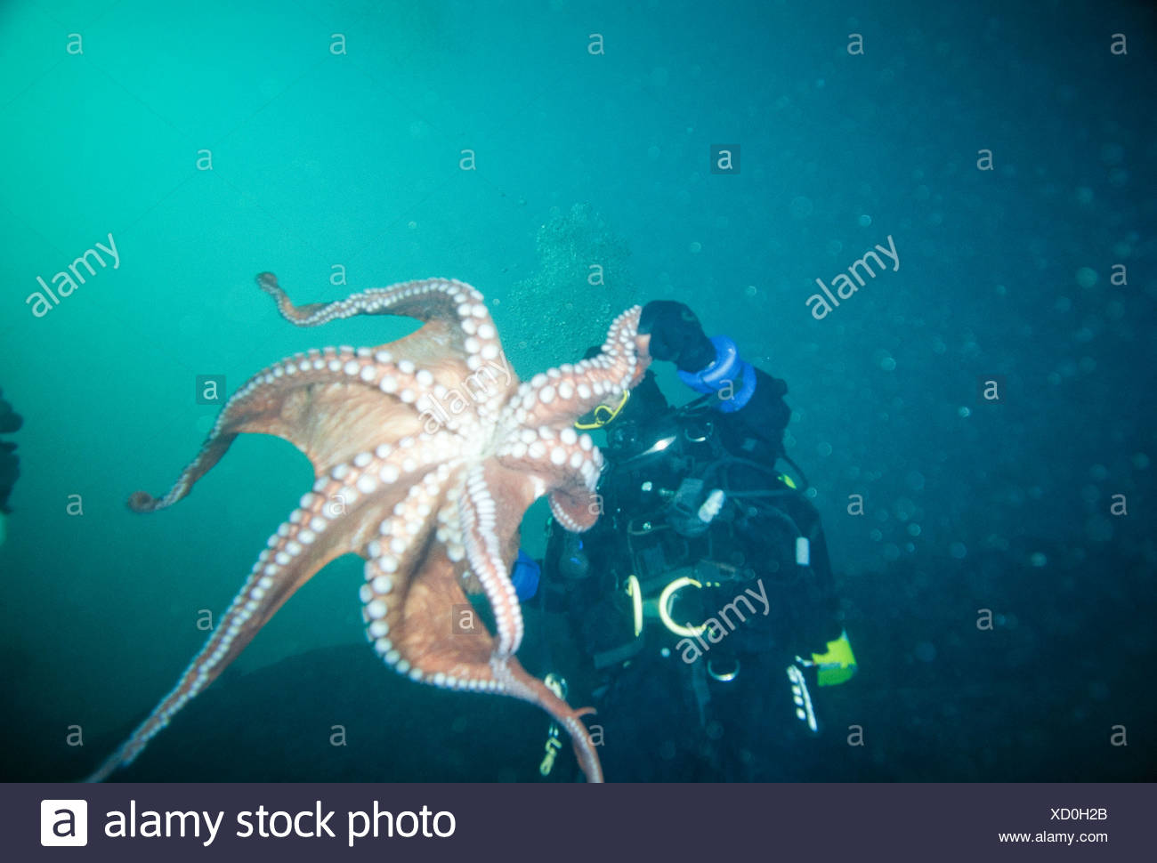 Giant Pacific Octopus Eye Stock Photos & Giant Pacific Octopus Eye ...