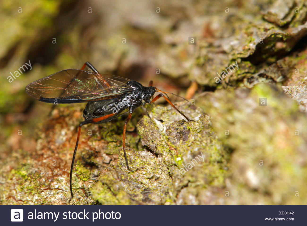 Big Black Spruce Bark Aphid Cinara Piceae High Resolution Stock ...