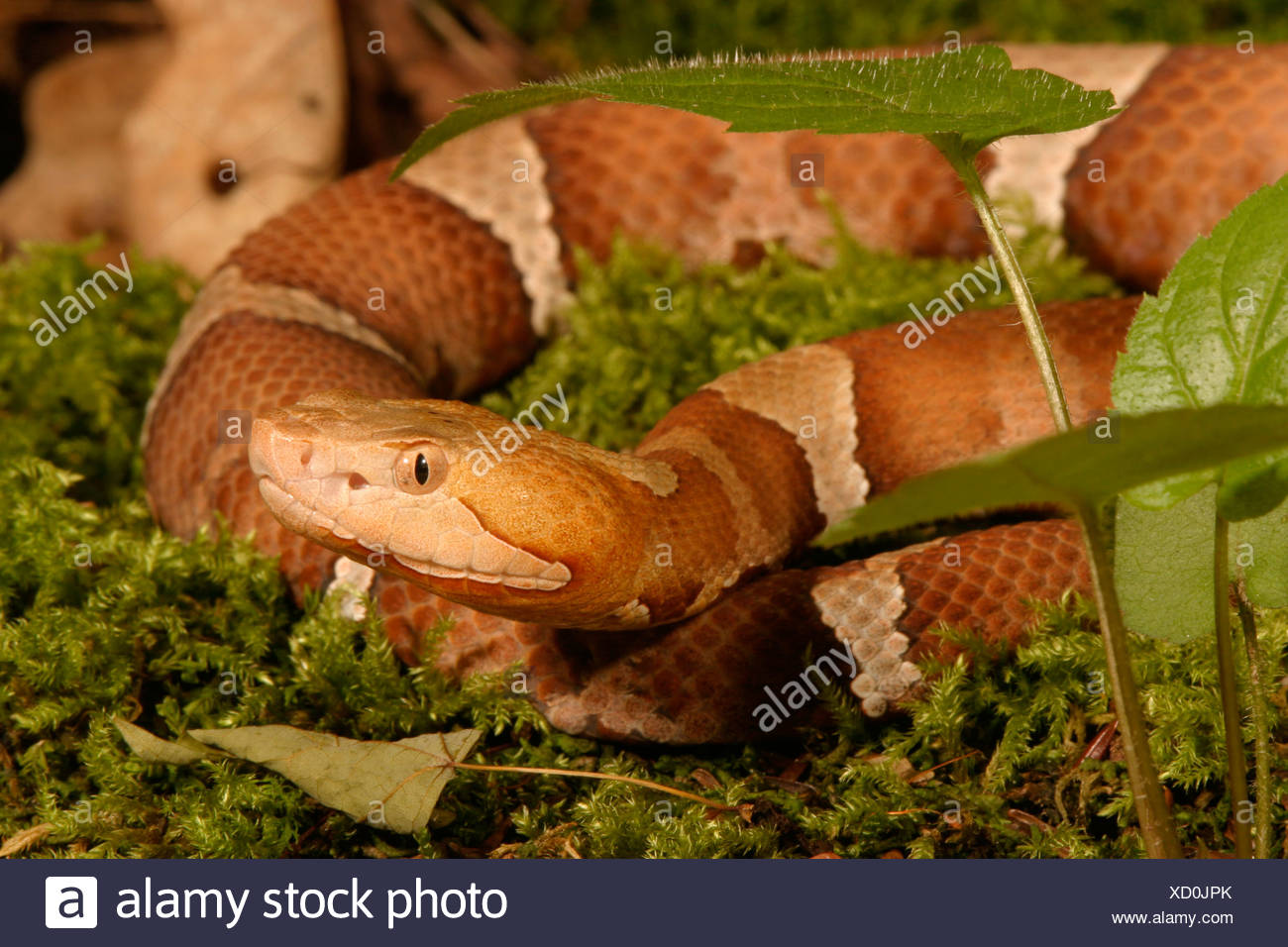 Broad Banded Copperhead Snake High Resolution Stock Photography and Images - Alamy