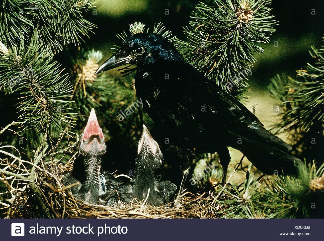 Carrion Crow Nest High Resolution Stock Photography and Images - Alamy