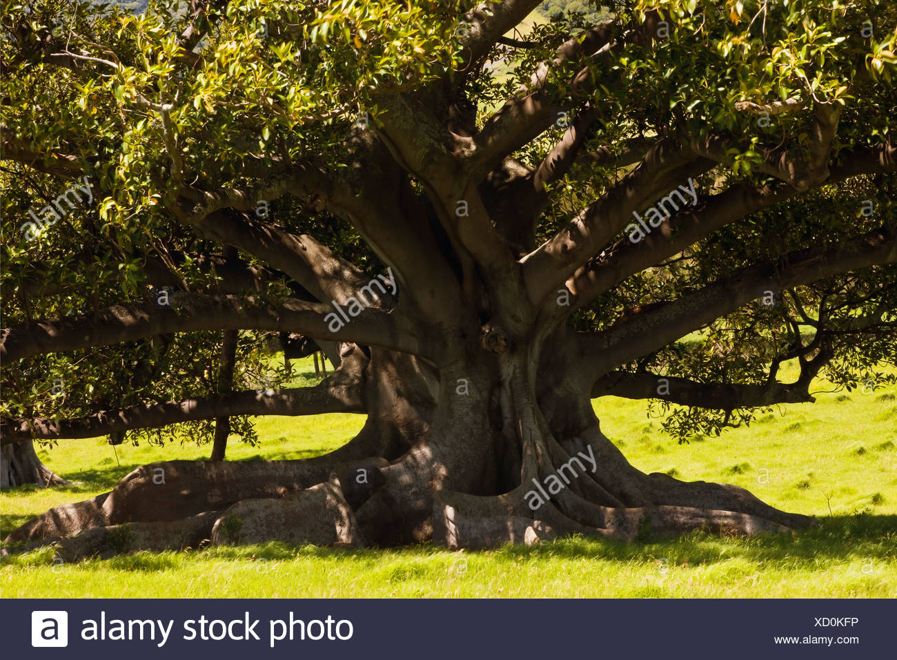 Fig Tree High Resolution Stock Photography and Images - Alamy