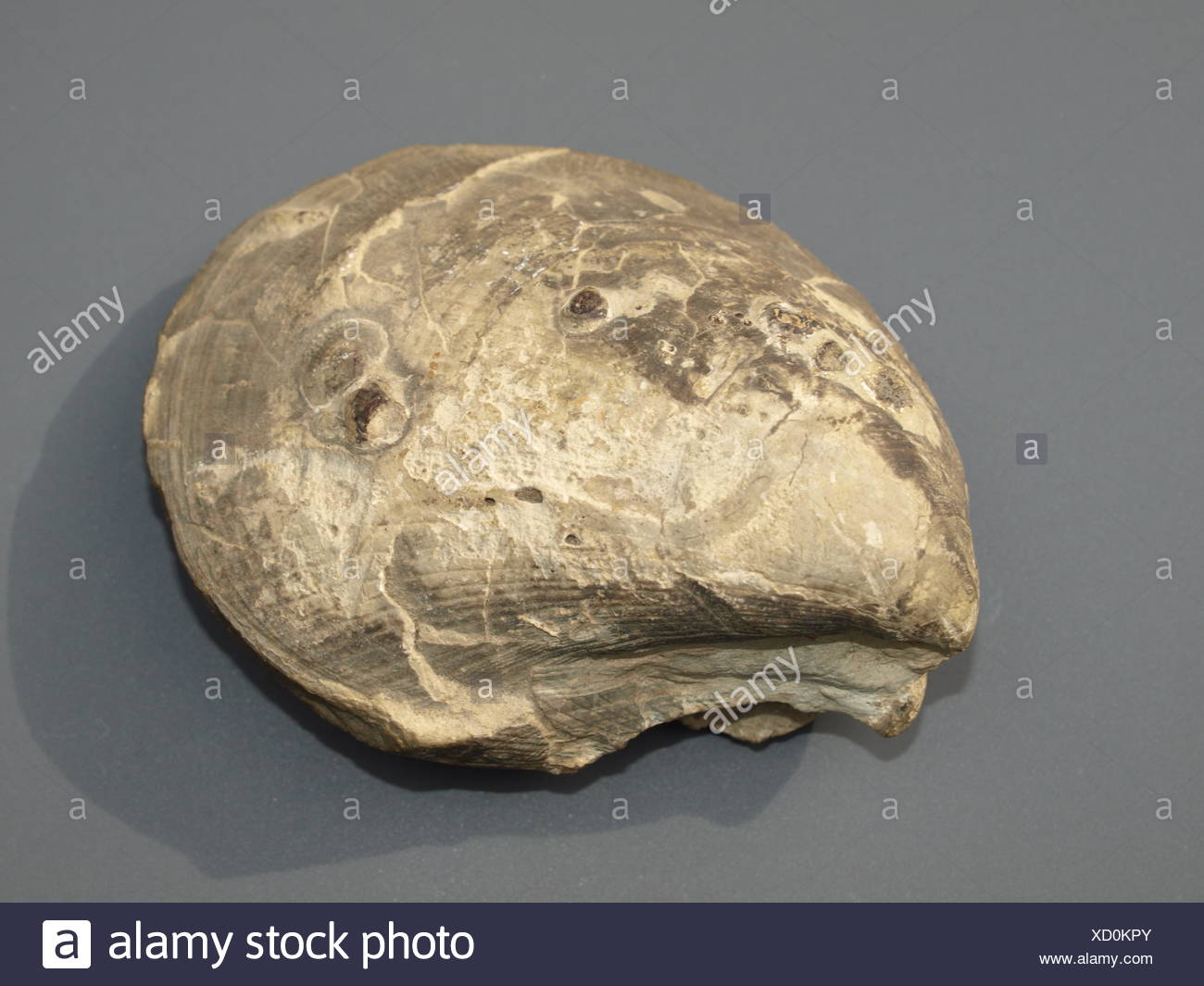 Shell Prehistoric Stock Photos & Shell Prehistoric Stock Images - Alamy