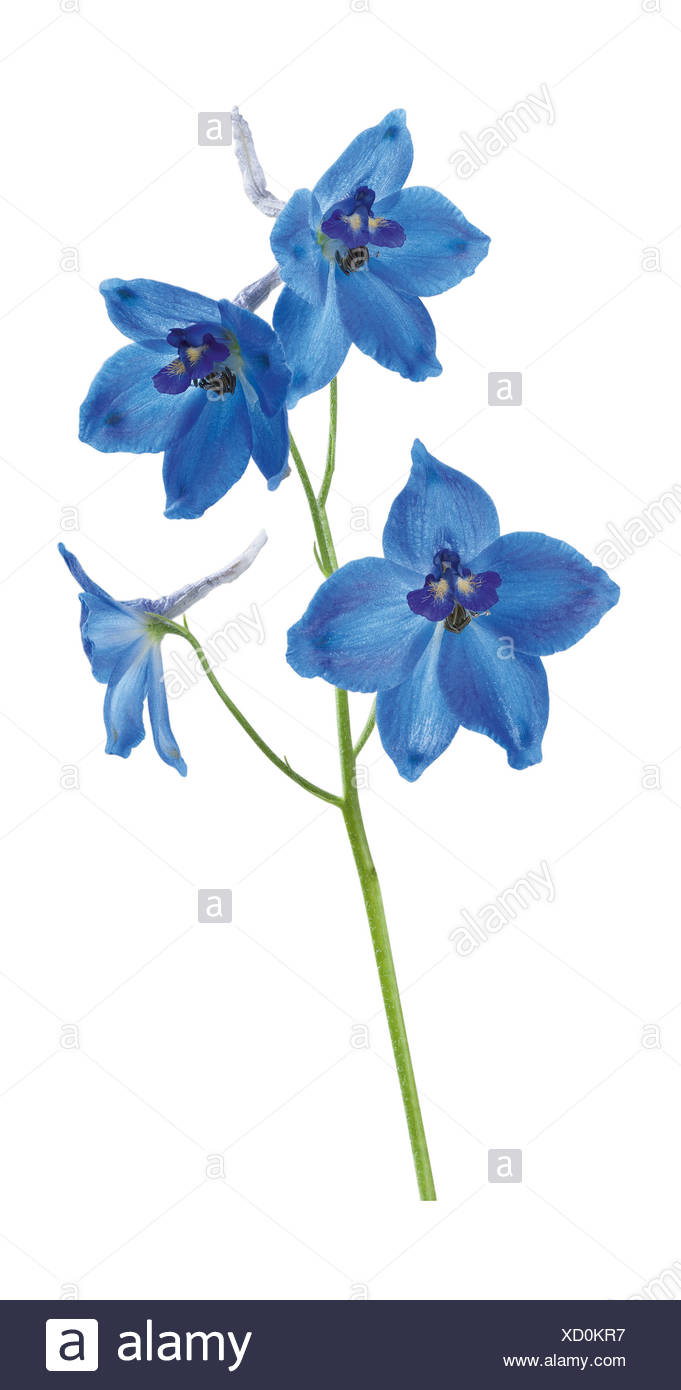 Larkspur High Resolution Stock Photography and Images - Alamy
