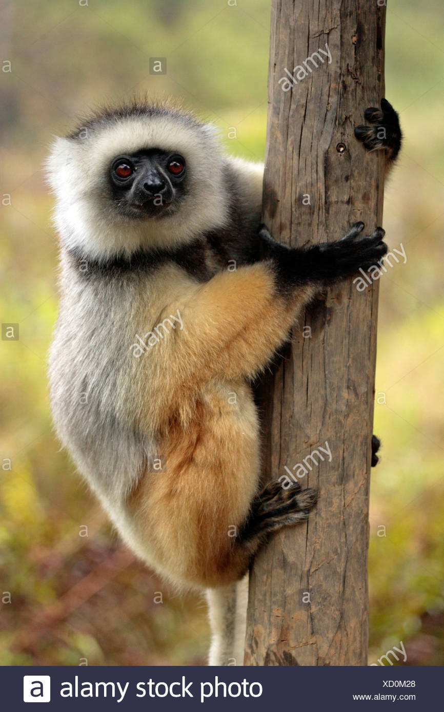 Silky Sifaka High Resolution Stock Photography and Images - Alamy