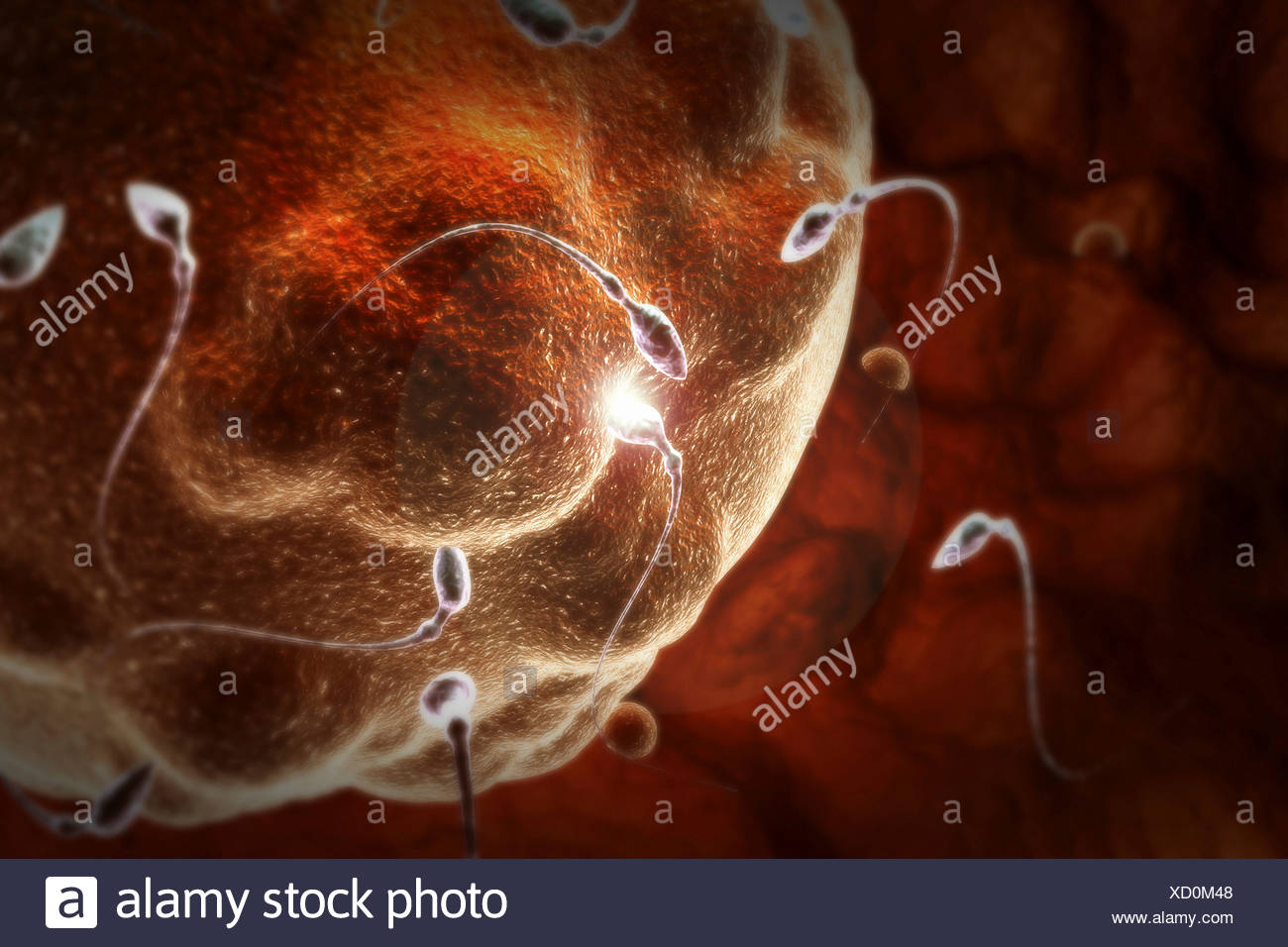 Human Ovum High Resolution Stock Photography and Images - Alamy