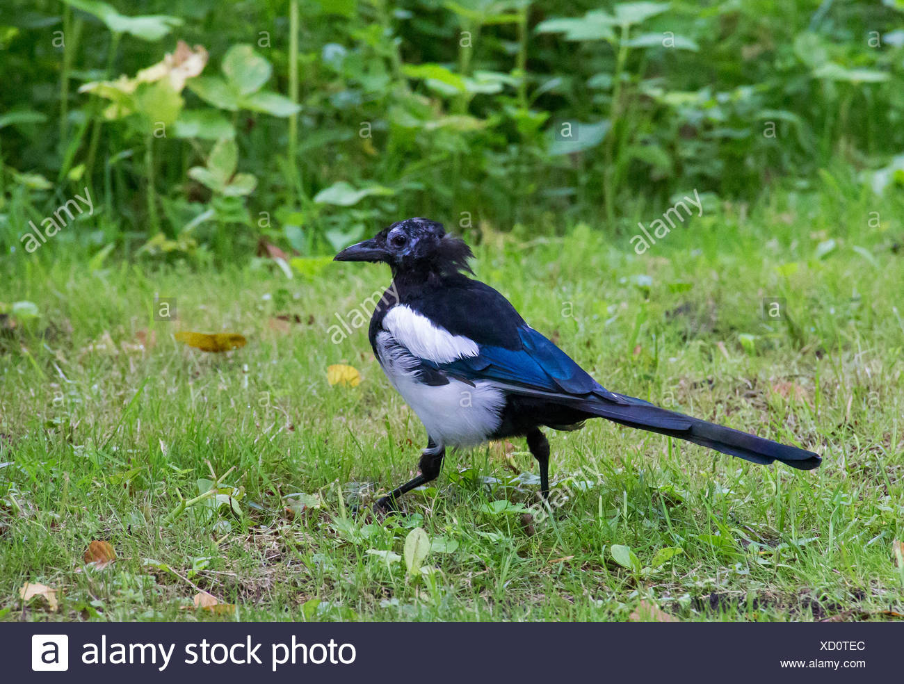 Disheveled Bird High Resolution Stock Photography and Images - Alamy