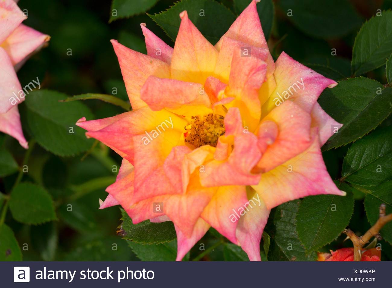 Amber Rose High Resolution Stock Photography and Images - Alamy