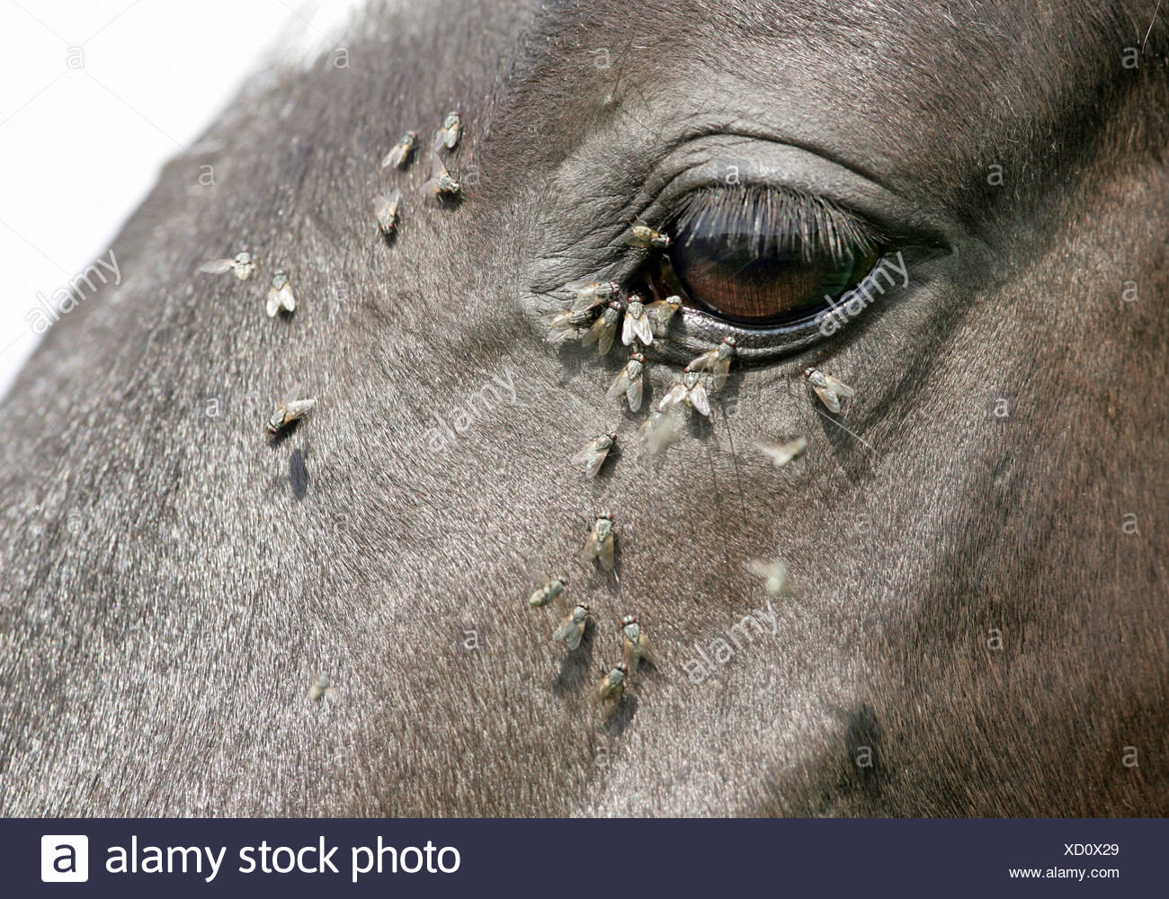Horse Flies Stock Photos & Horse Flies Stock Images - Alamy