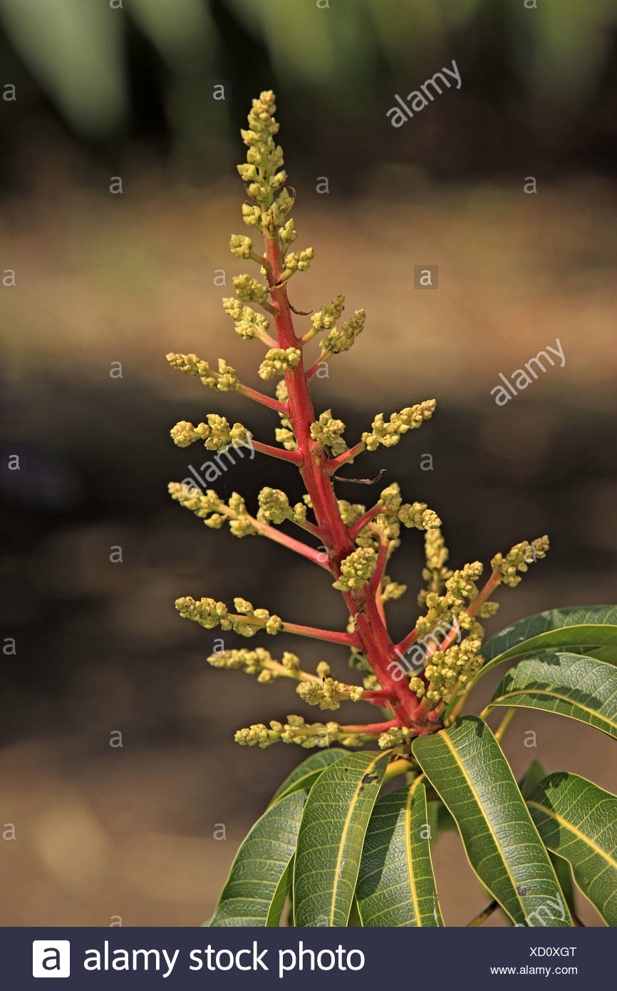 Mango Plants High Resolution Stock Photography and Images - Alamy