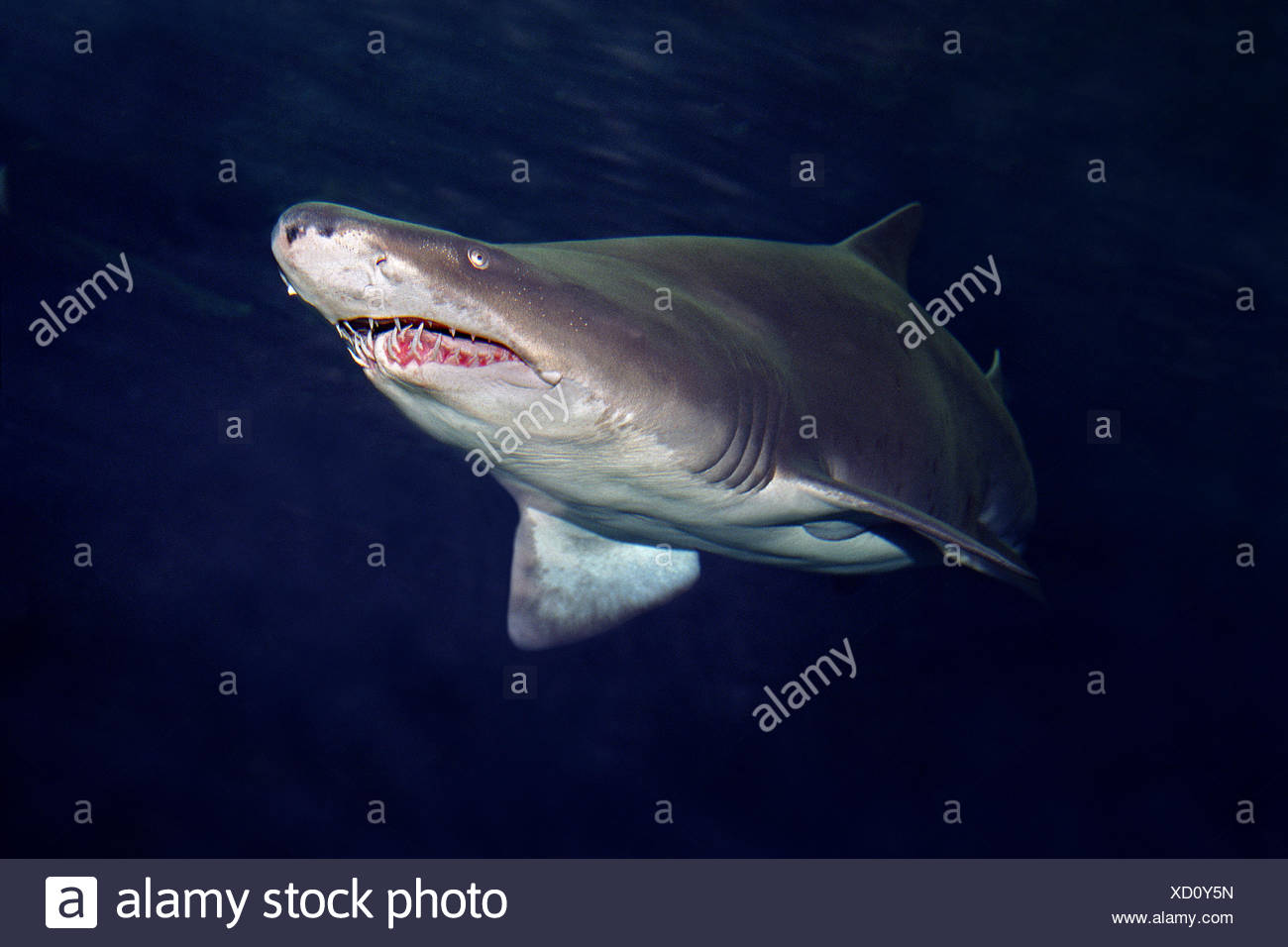 Odontaspis High Resolution Stock Photography and Images - Alamy