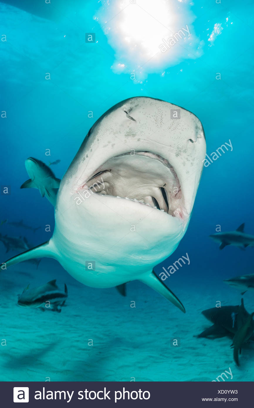Galeocerdo Cuvier Tiger Shark High Resolution Stock Photography and ...
