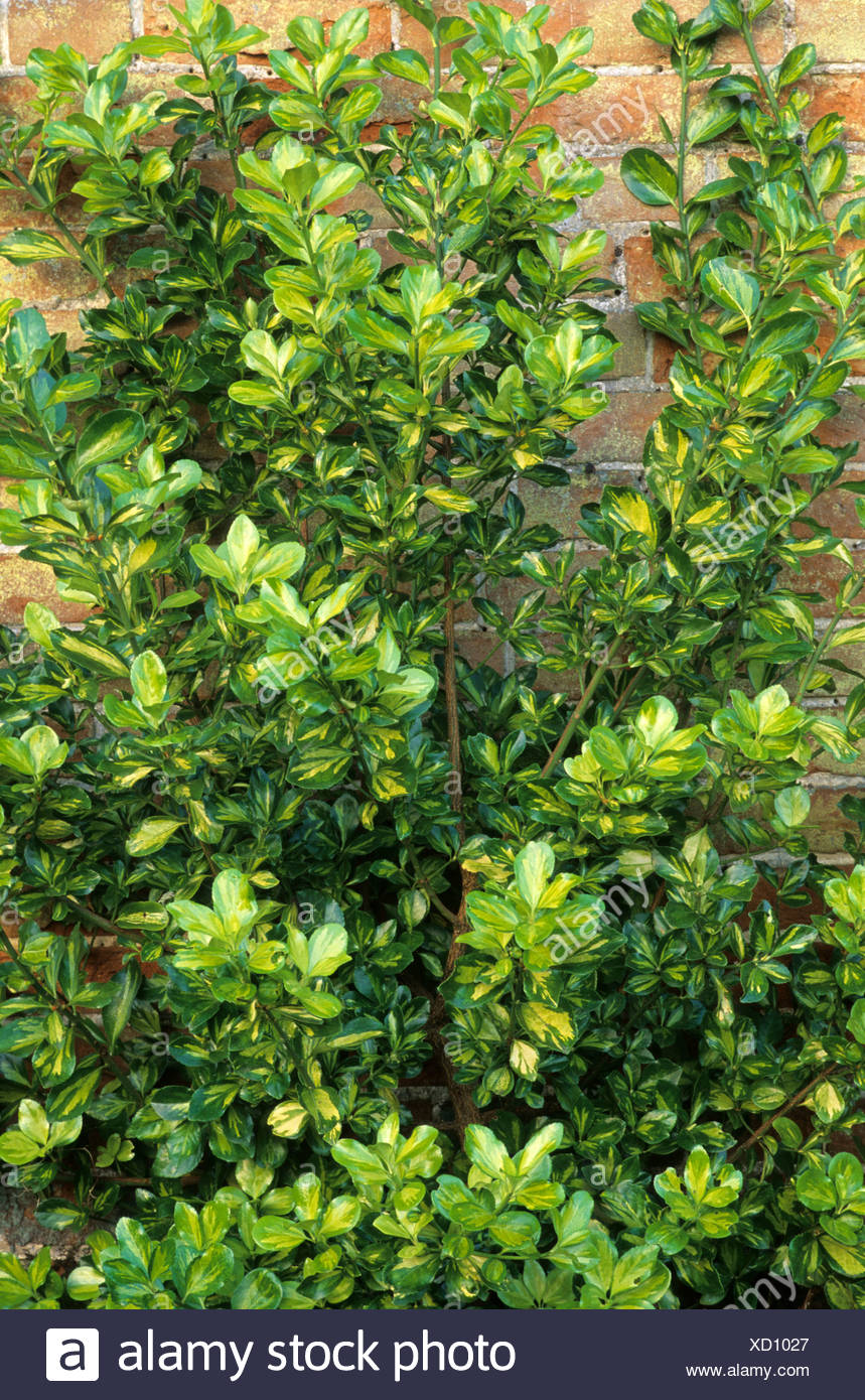 Spindle High Resolution Stock Photography and Images - Alamy