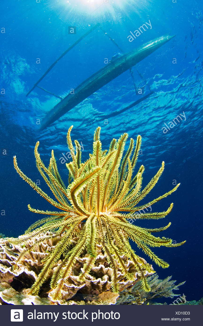 Sea Lily Stock Photos & Sea Lily Stock Images - Alamy
