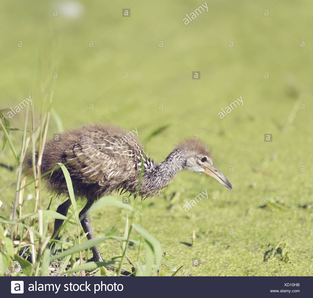 Baby Bird Walking High Resolution Stock Photography and Images - Alamy