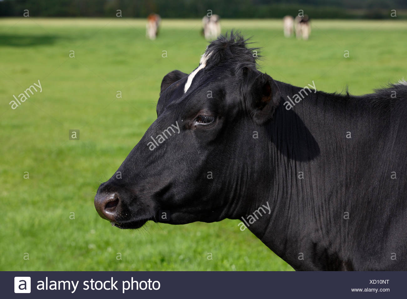 Holstein Friesian Cow Dairy Stock Photos & Holstein Friesian Cow Dairy ...