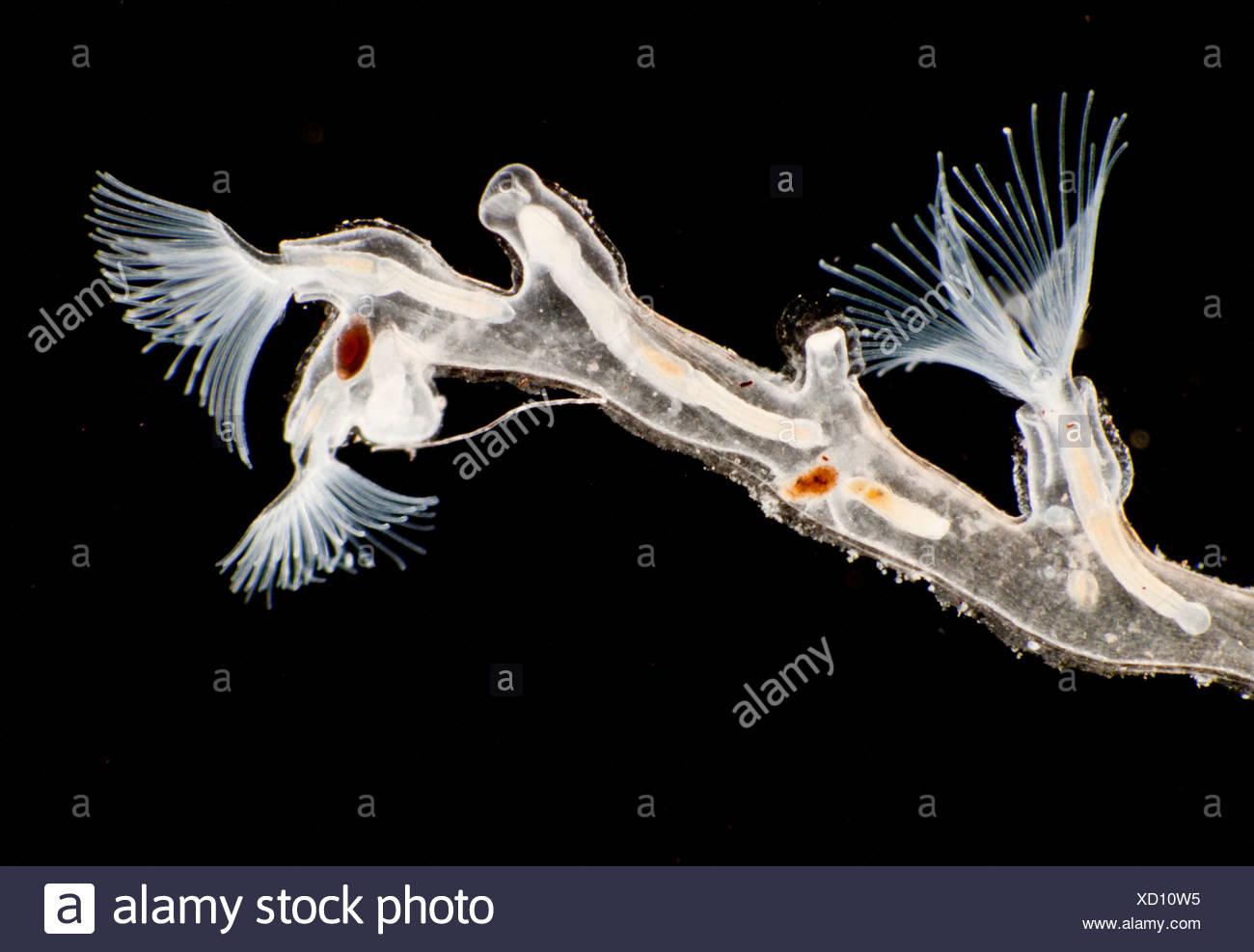 Zooid Animals High Resolution Stock Photography and Images - Alamy