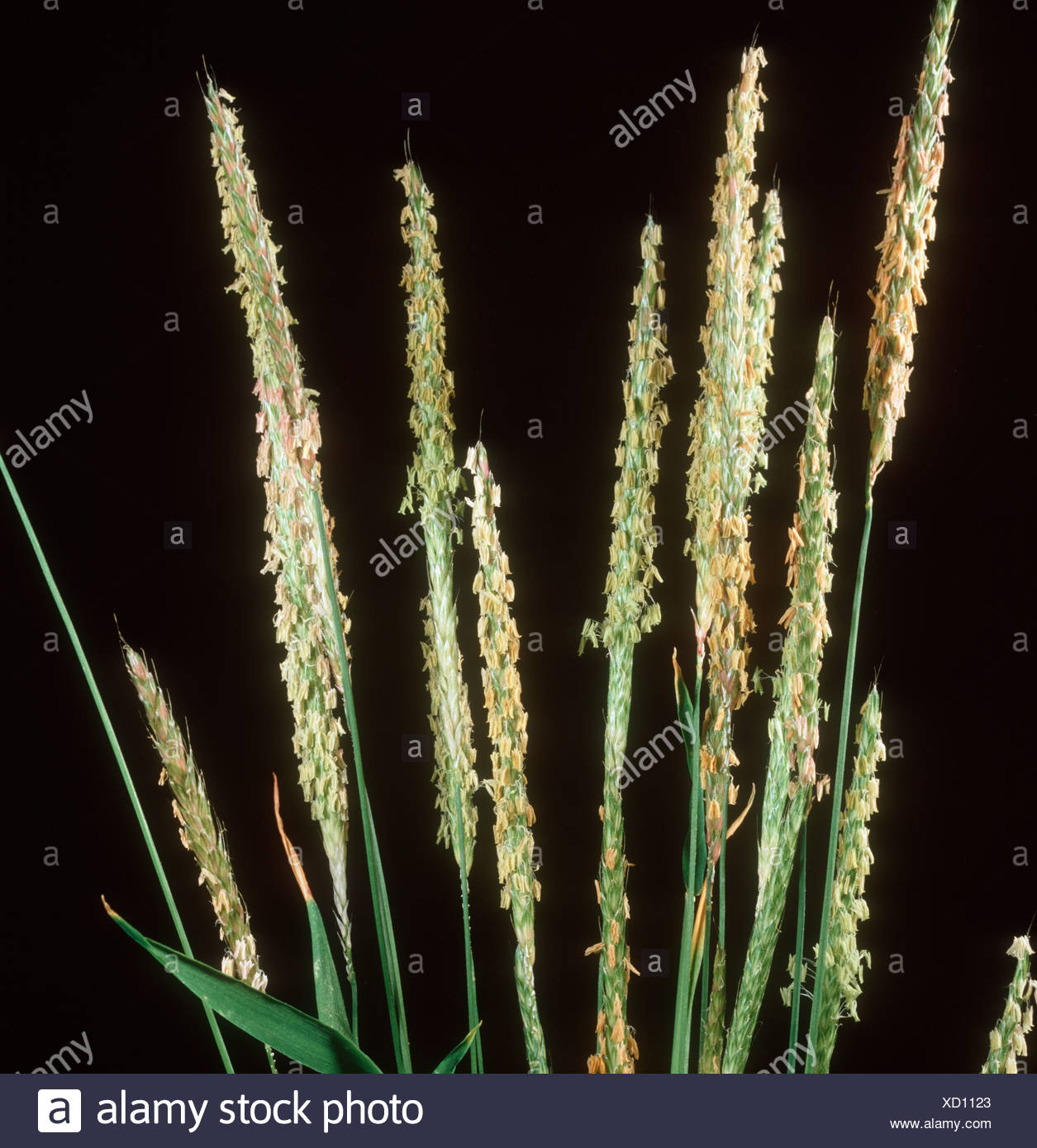 Blackgrass High Resolution Stock Photography and Images - Alamy