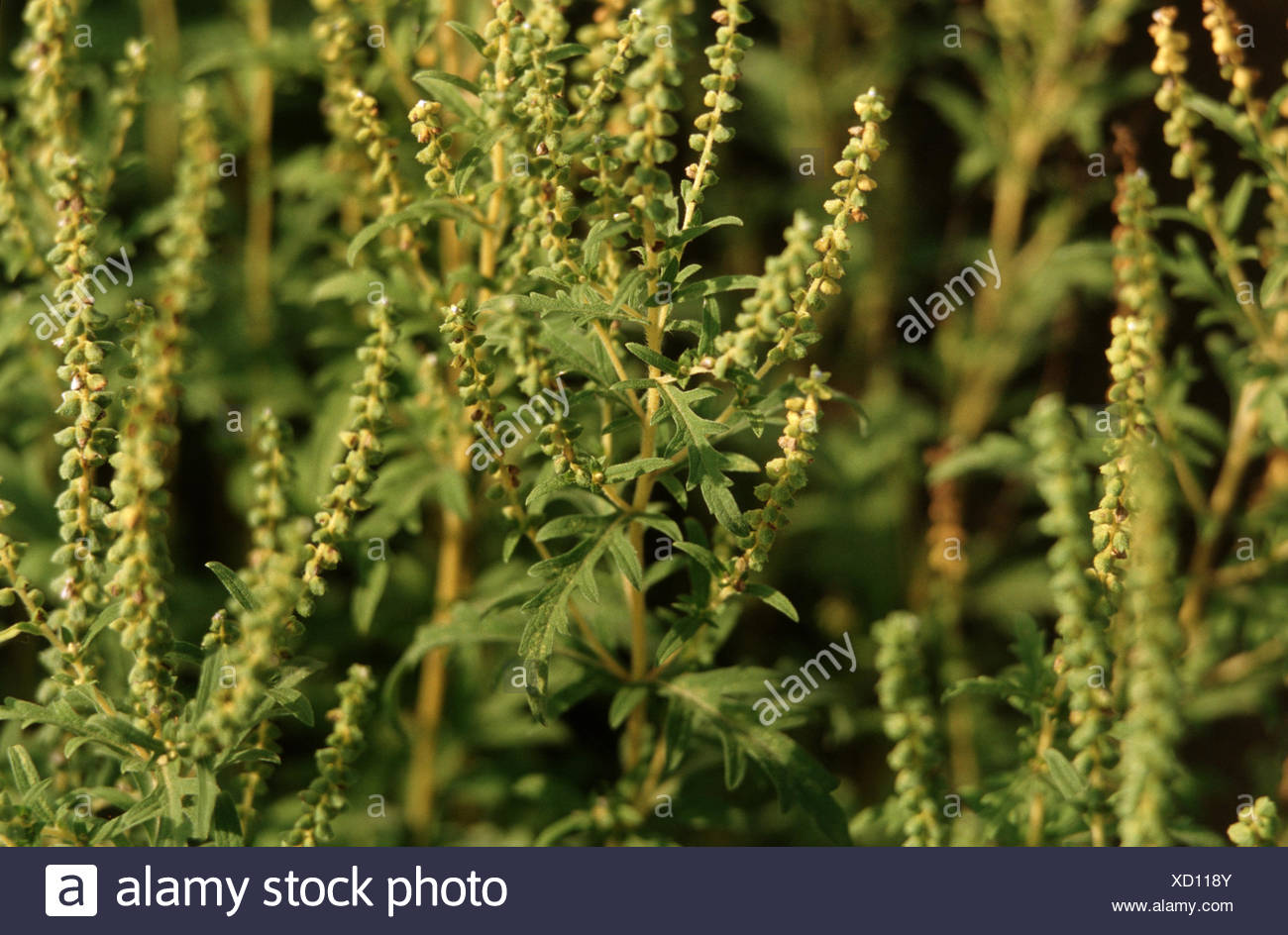 Western Ragweed Stock Photos & Western Ragweed Stock Images - Alamy