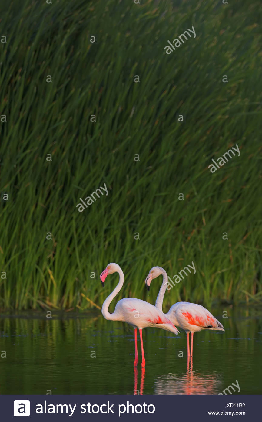 European Flamingos High Resolution Stock Photography and Images - Alamy
