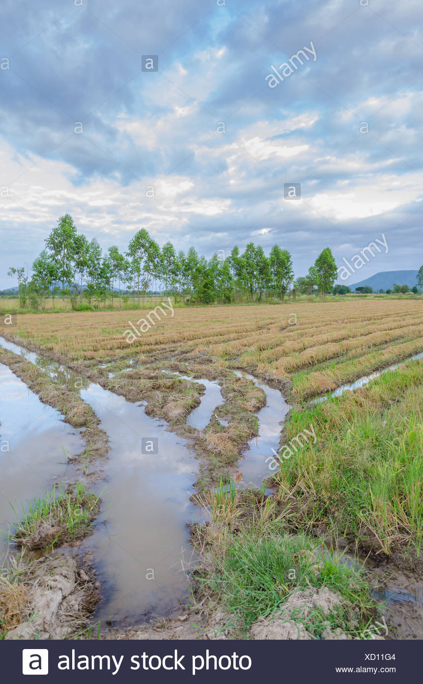 Dry Paddy Field High Resolution Stock Photography and Images - Alamy