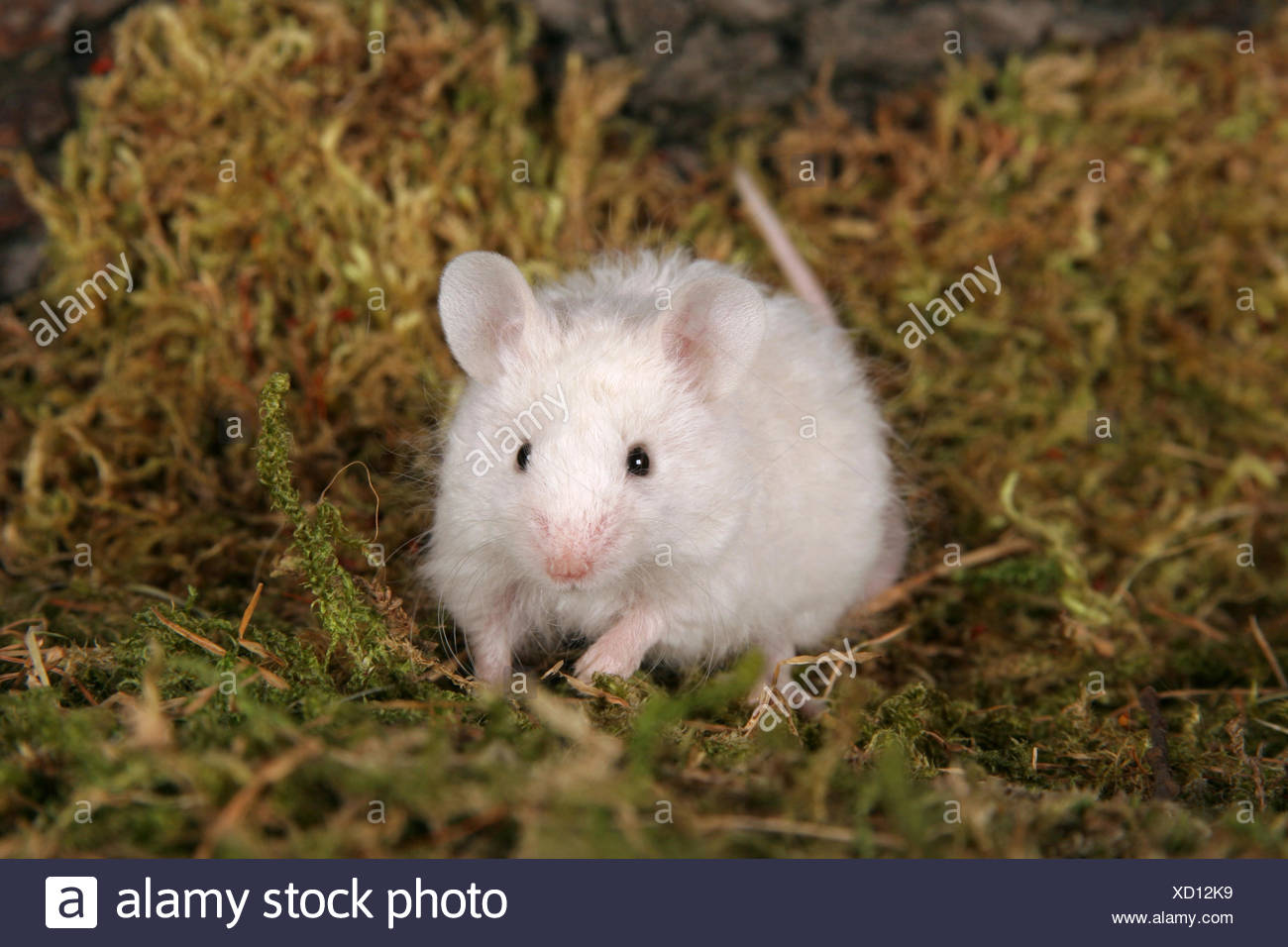 Moss Curled High Resolution Stock Photography and Images - Alamy