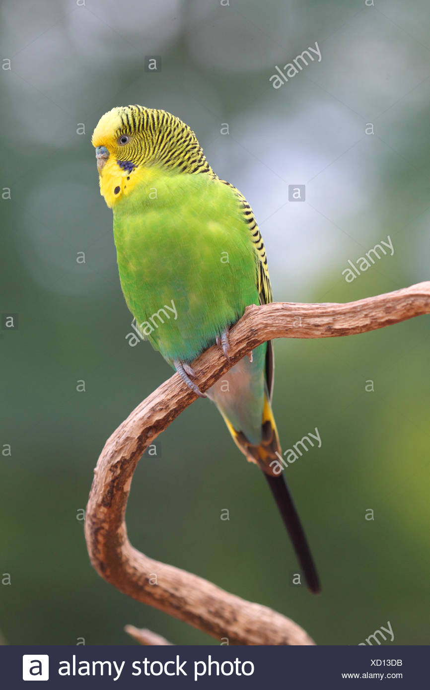 Budgerigar Australia High Resolution Stock Photography and Images - Alamy