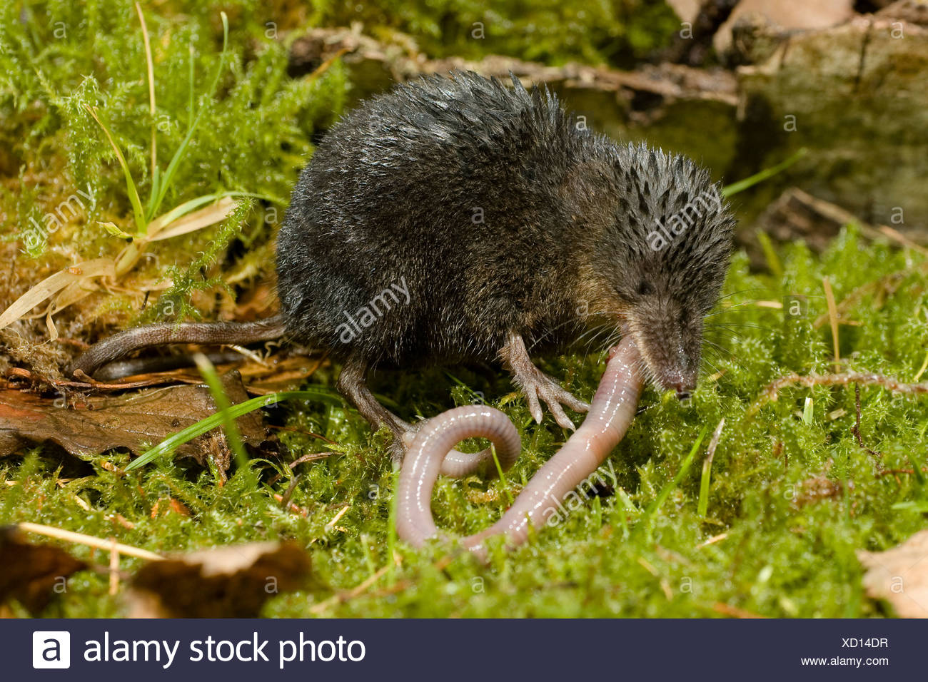 Shrew Eating High Resolution Stock Photography and Images - Alamy