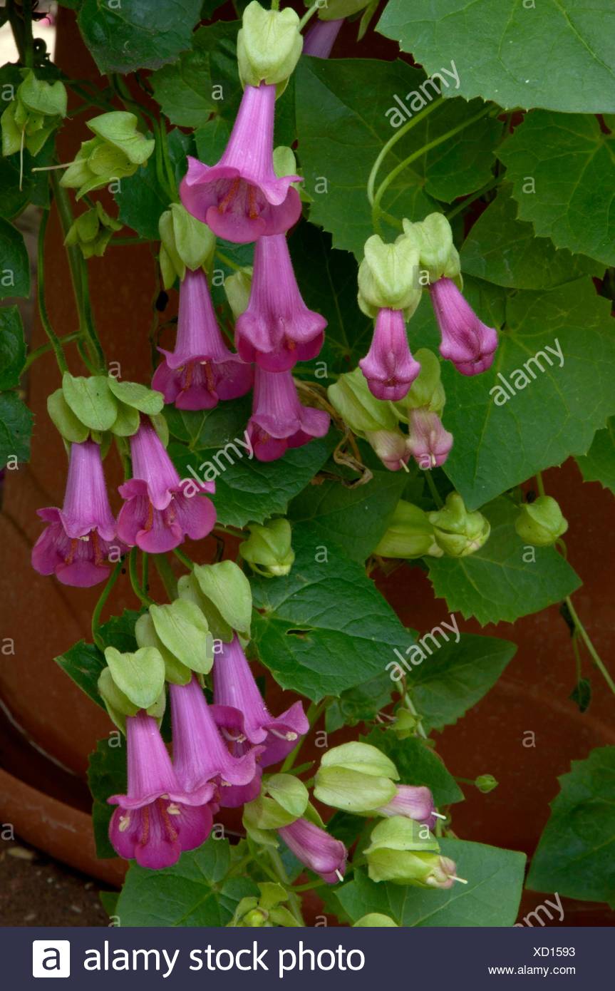 Plantfiles Pictures Asarina 39victoria Falls39 Asarina