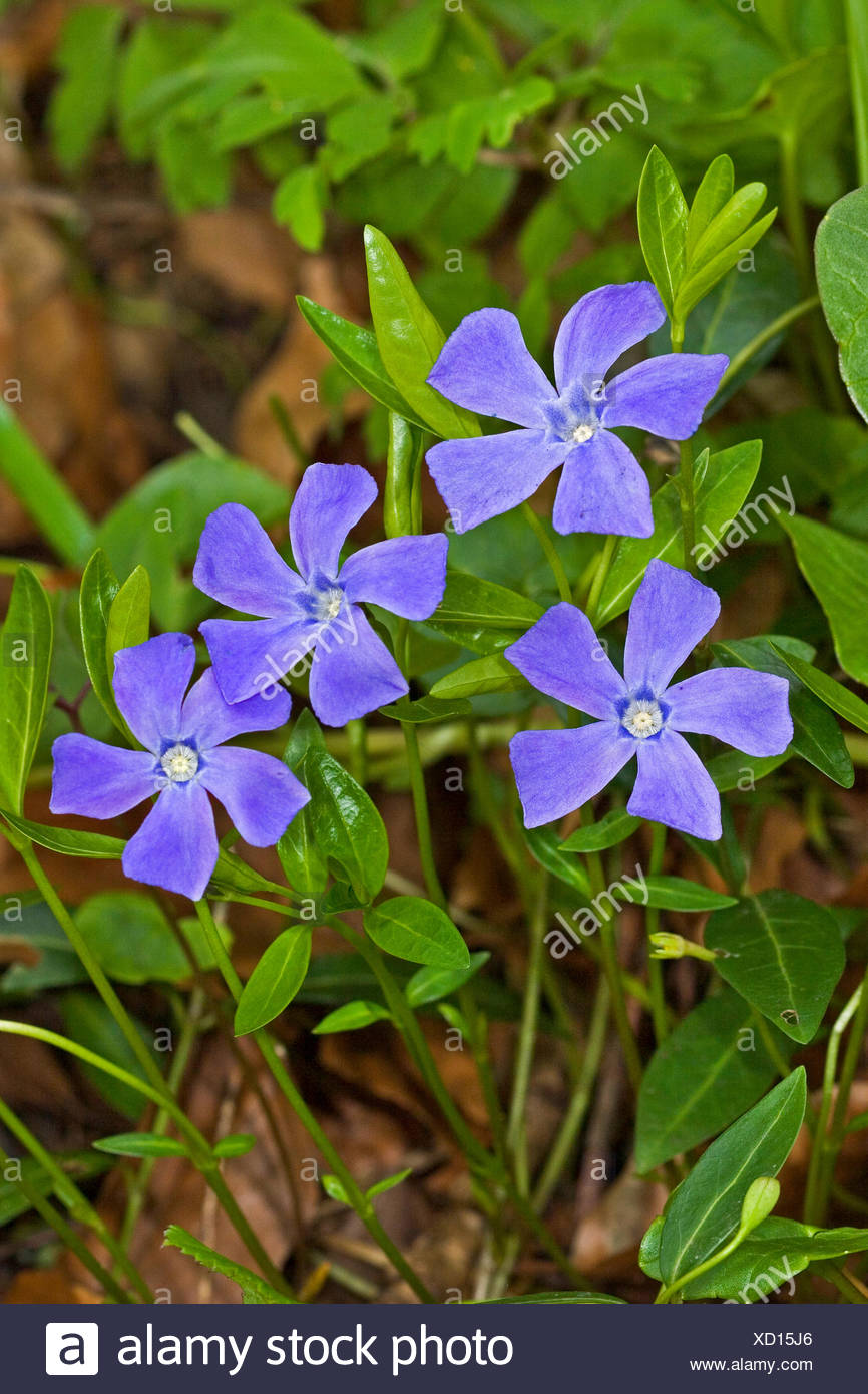 Lesser Periwinkle High Resolution Stock Photography and Images - Alamy