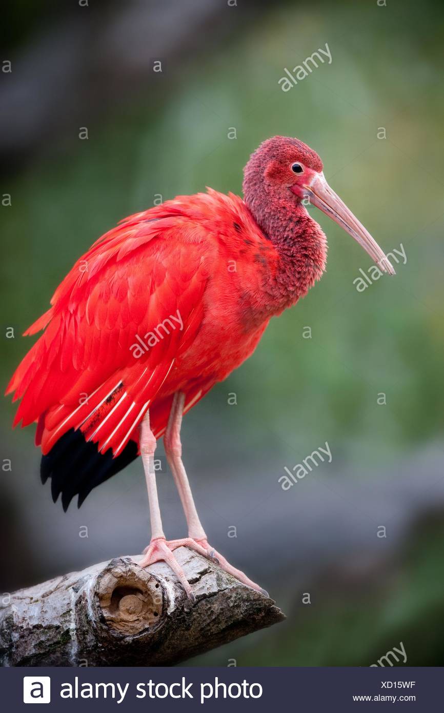 Scarlet Ibis High Resolution Stock Photography and Images - Alamy