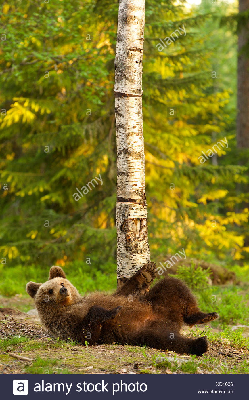 Bear Scratching Tree Stock Photos & Bear Scratching Tree Stock Images ...