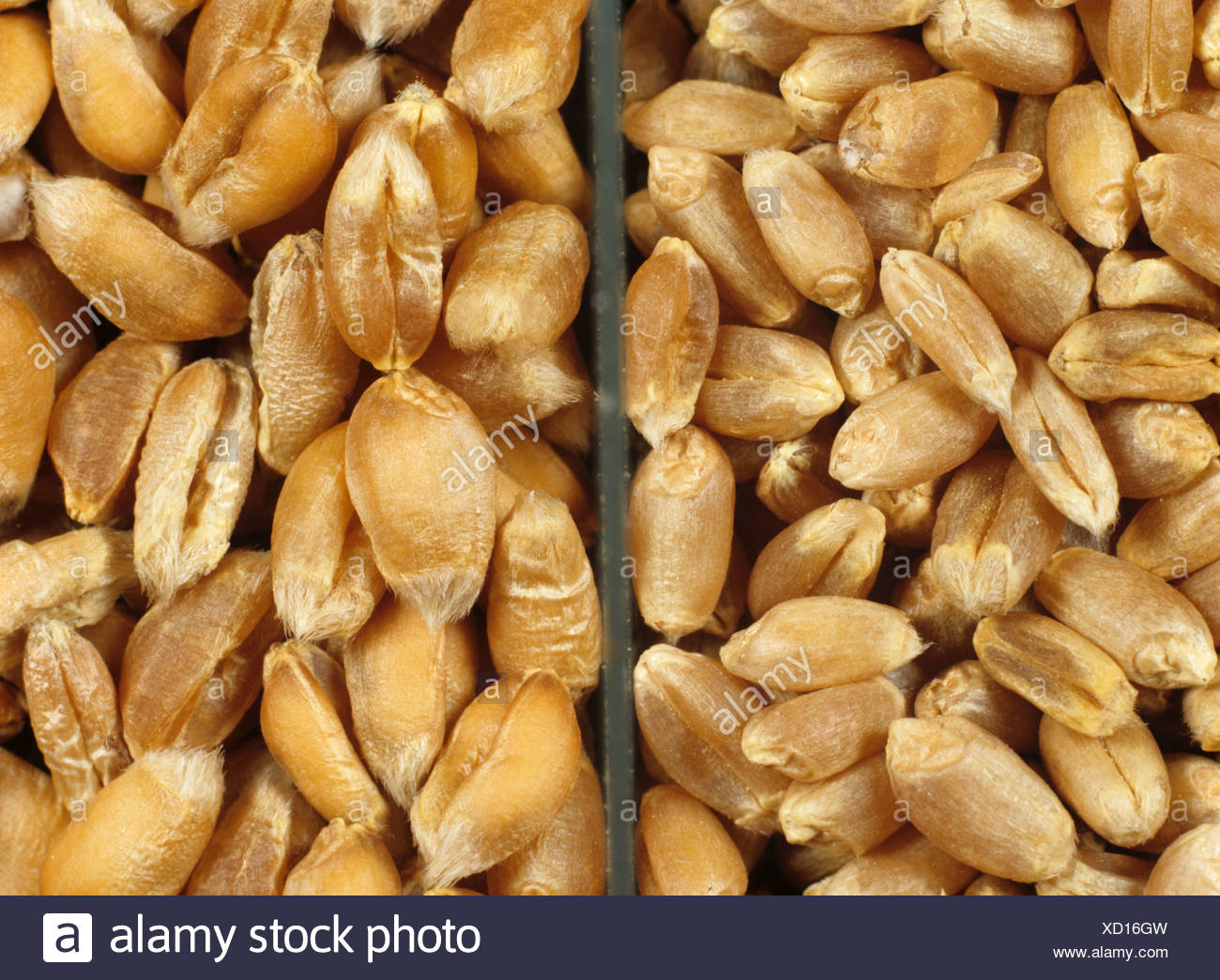 Red Winter Wheat High Resolution Stock Photography and Images - Alamy