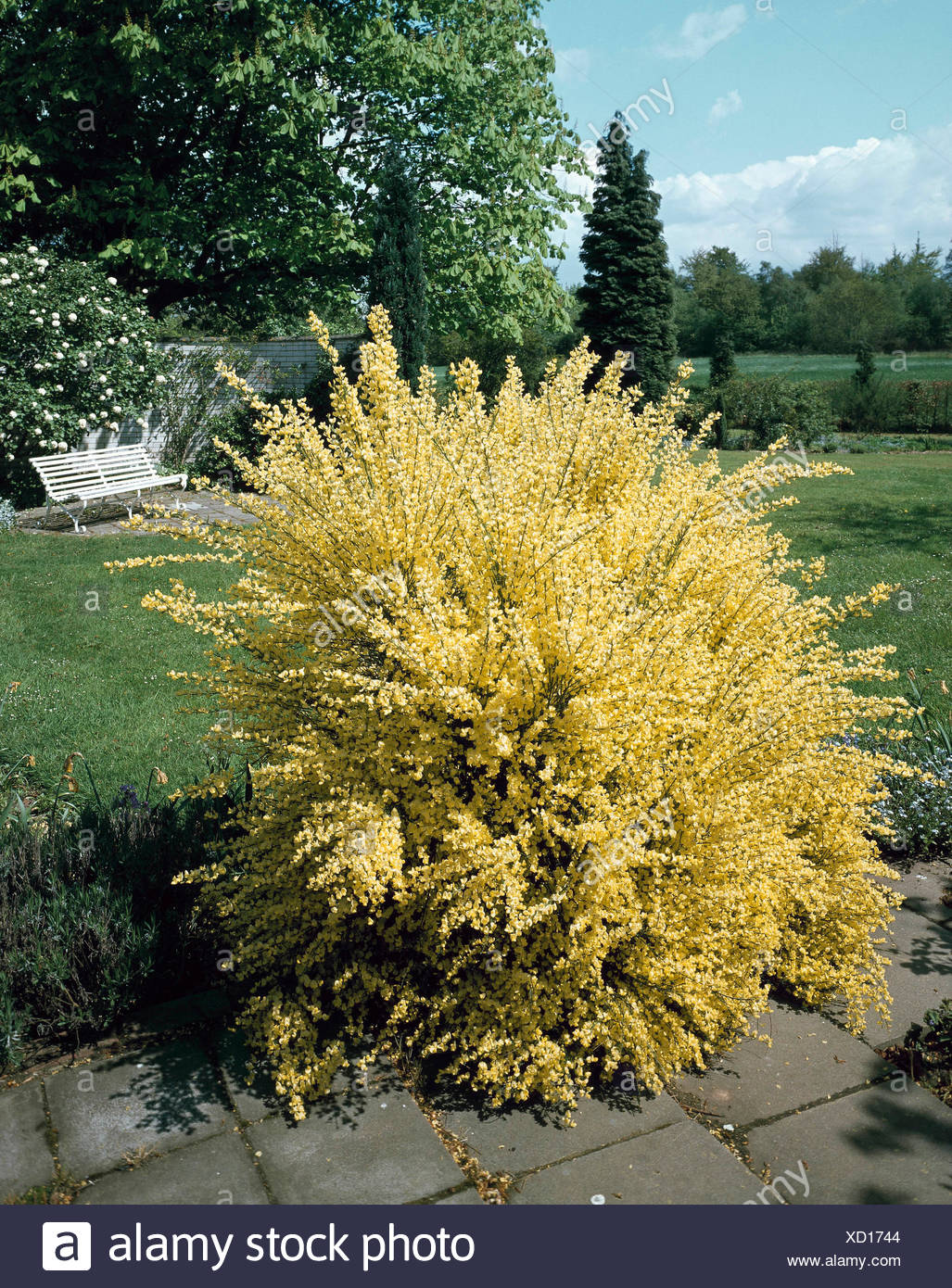 Cytisus X Praecox High Resolution Stock Photography and Images - Alamy