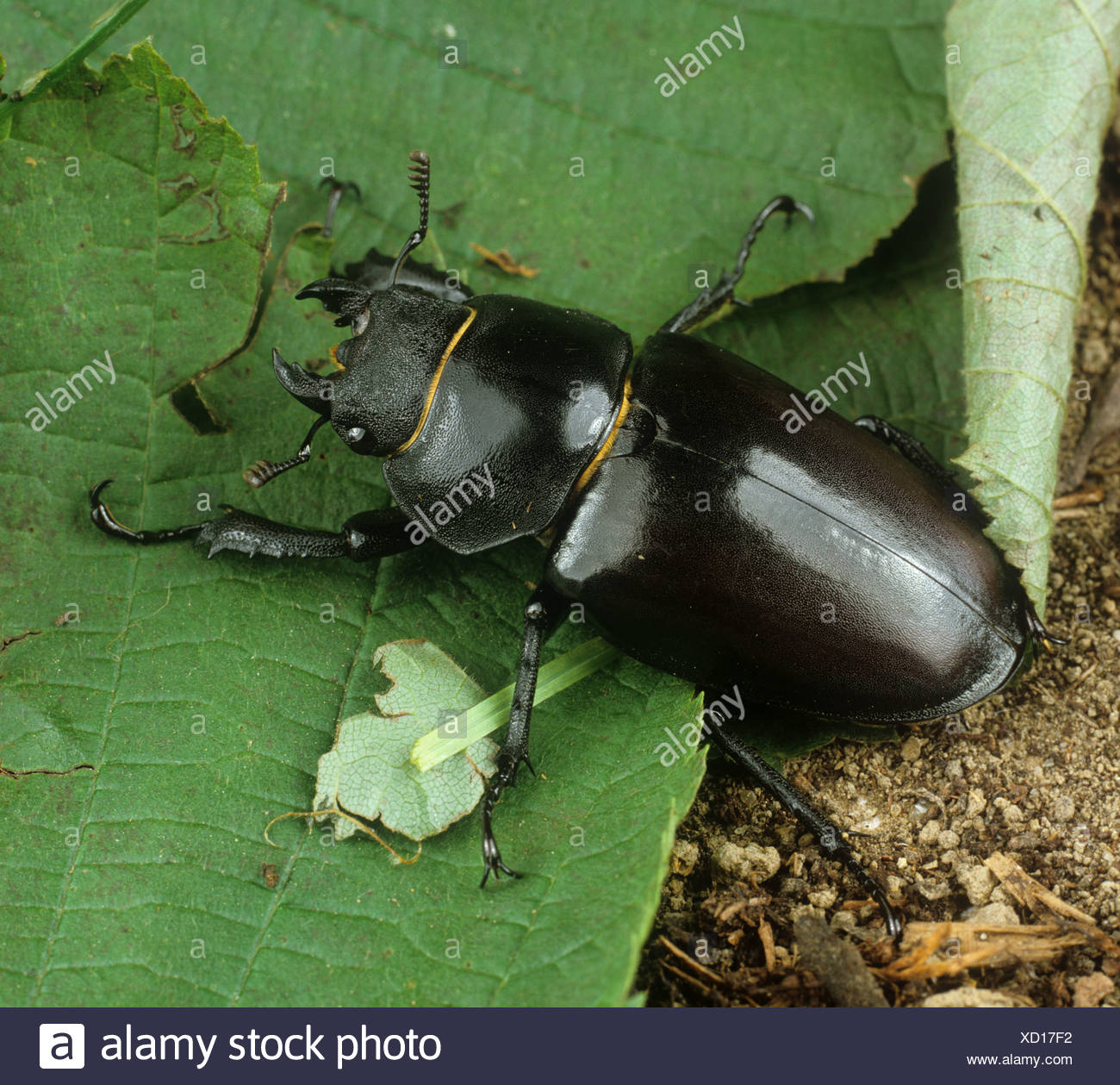 Female Beetle High Resolution Stock Photography and Images - Alamy