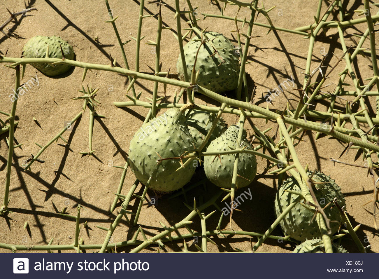 Desert Fruits High Resolution Stock Photography and Images - Alamy