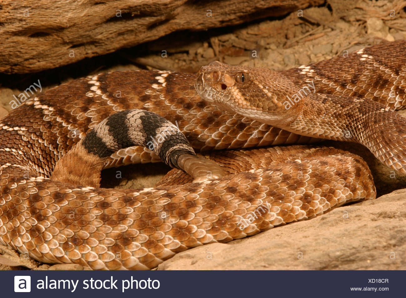 Red Diamond Rattlesnake Stock Photos & Red Diamond Rattlesnake Stock ...